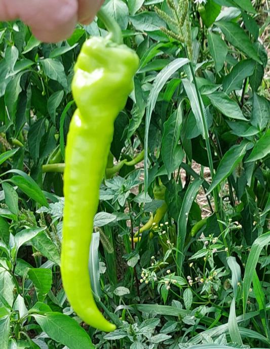 Prodam sveže sladke feferone