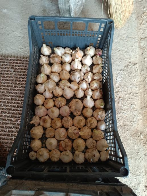 Prodamo domačo čebulo in česen