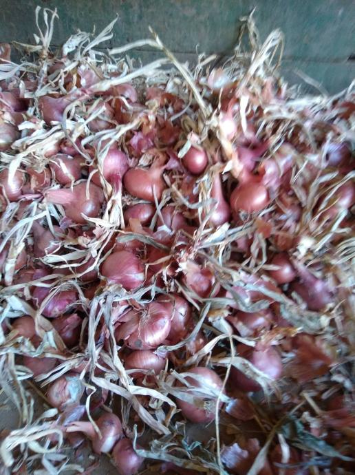 Ptujska čebula in krompir