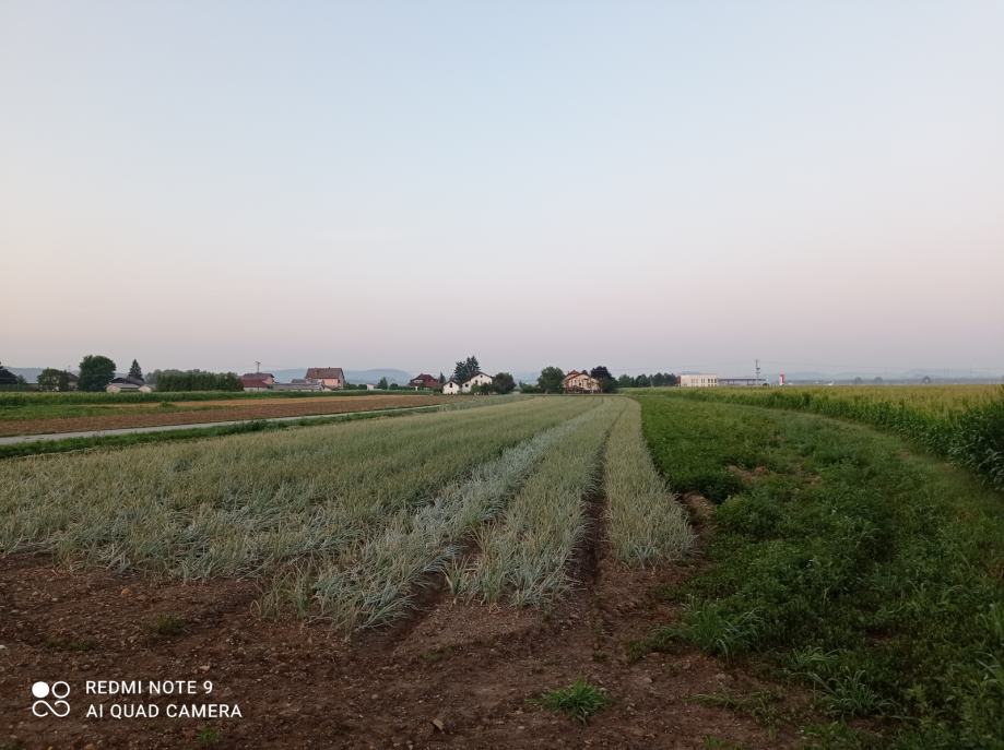 Ptujska rdeča čebula - lük