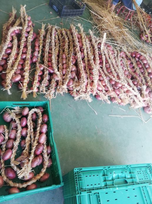 Ptujska rdeča čebula - lük