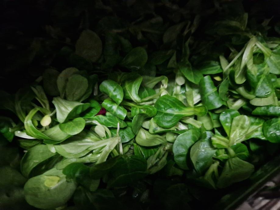 Solata motovilec domaca ali regrat