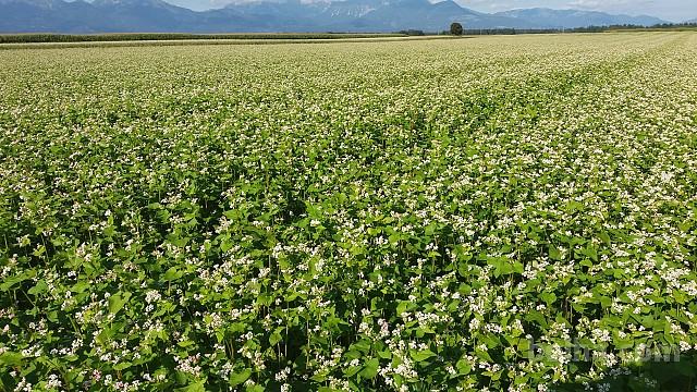Prosena kaša, neoluščeno proso