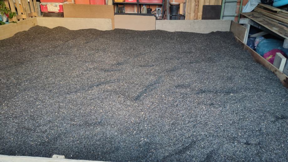 Sončnično seme za olje črno