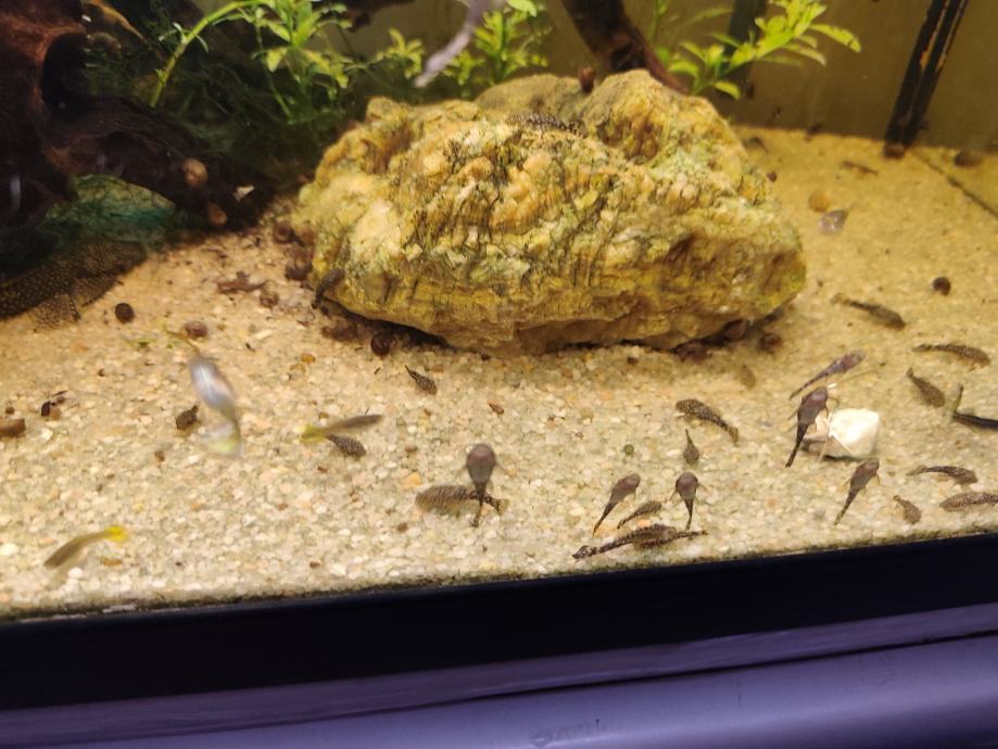 Akvarijske ribe
