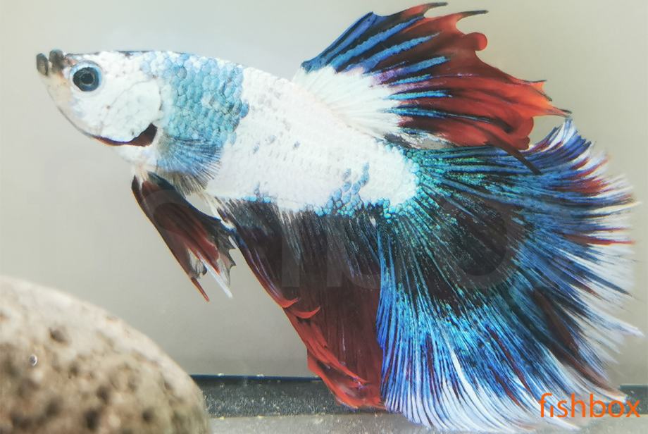 Čudovite siamske bojne ribice - Betta splendens
