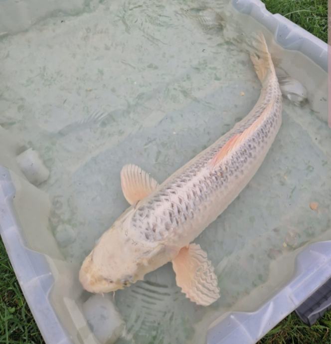 Japonski KOI KRAP 3x