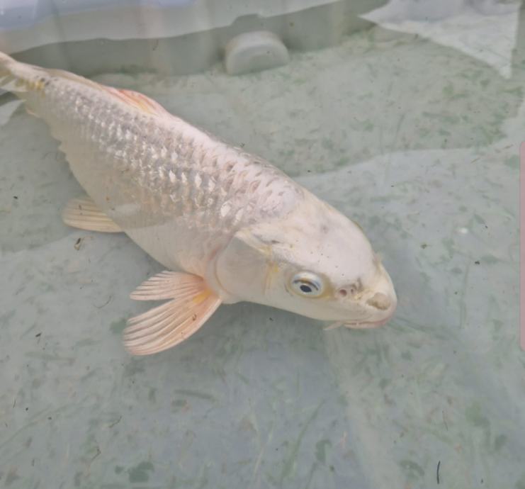 Japonski KOI KRAP 3x