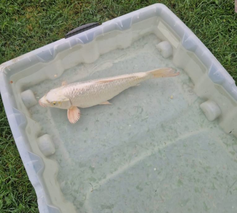 Japonski KOI KRAP 3x