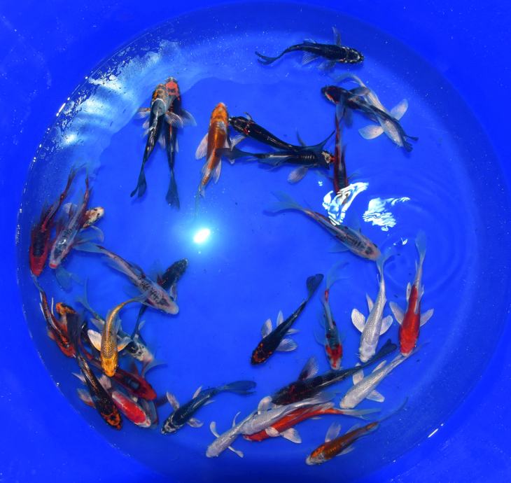 KOI krapi iz Japonske