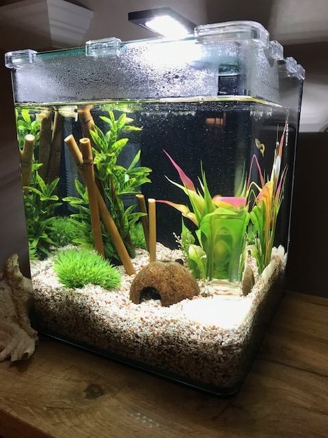 Komplet Nano Cube Denerle 30 litrov akvarij prodam 100