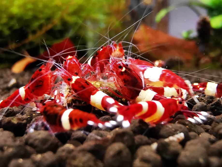 Kozice - Shrimps - Akvarij - Akvaristika - Amano