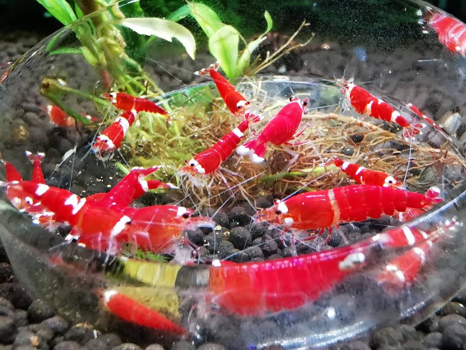 Kozice - Shrimps - Akvarij - Akvaristika - Amano