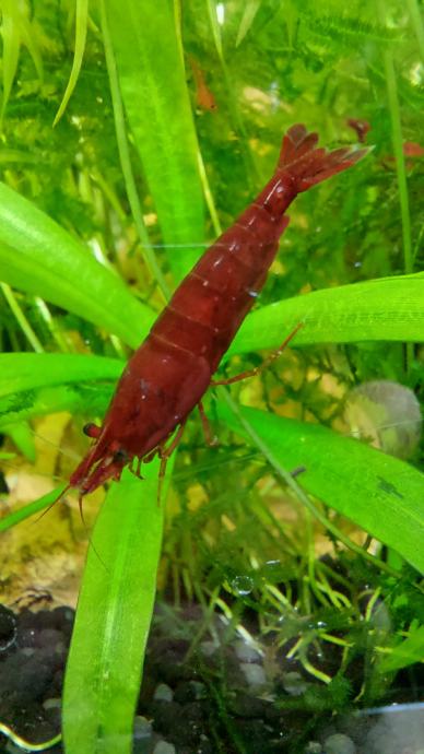 Siamske bojne ribice, kozice, somiči, endler gupiji, polži..