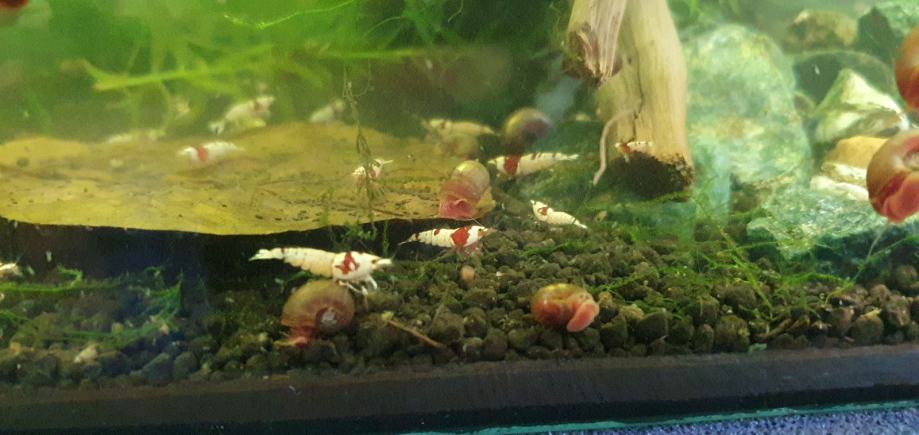 Siamske bojne ribice, kozice, somiči, endler gupiji, polži..