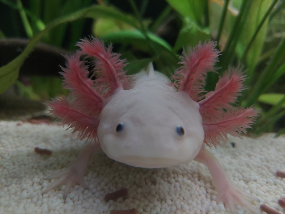 Mehiški aksolotl, axolotl
