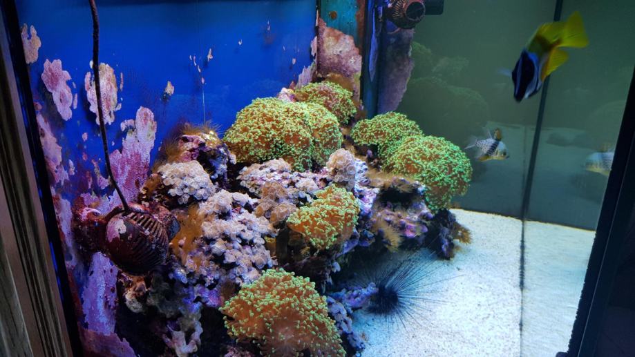 MORSKI AKVARIJ 360 L