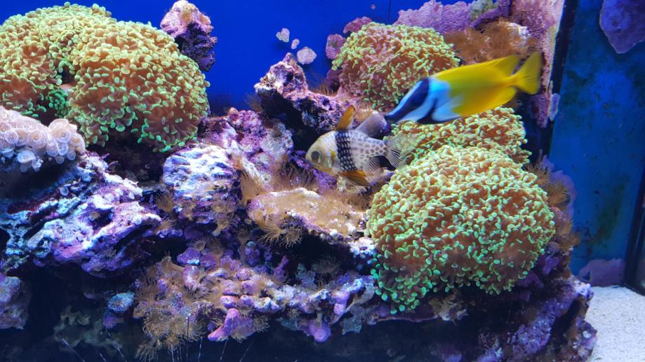 MORSKI AKVARIJ 360 L