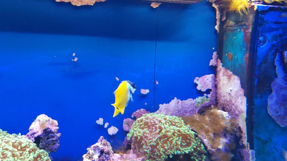 MORSKI AKVARIJ 360 L