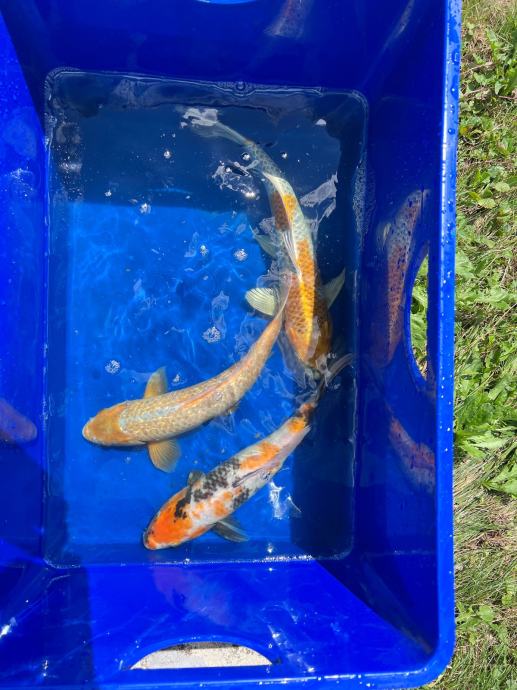 Original Japonski Koi Krapi