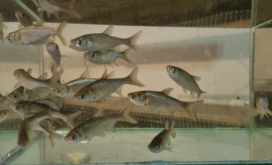 Riba Tolstolobik (Hypophthalmichthys molitrix)