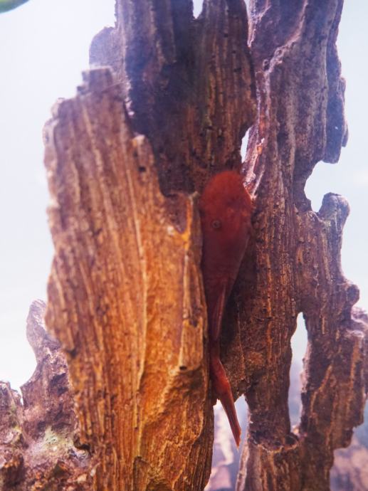 Rogatec (ancistrus) - rdeč (samec, 8 cm)
