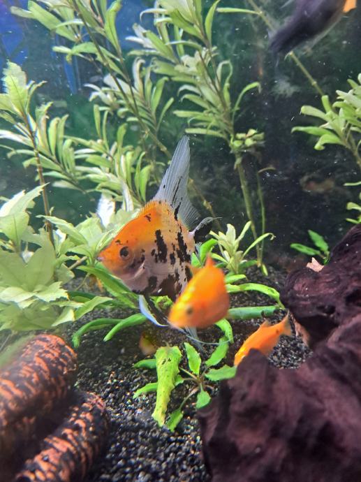 tropska riba Skalarka