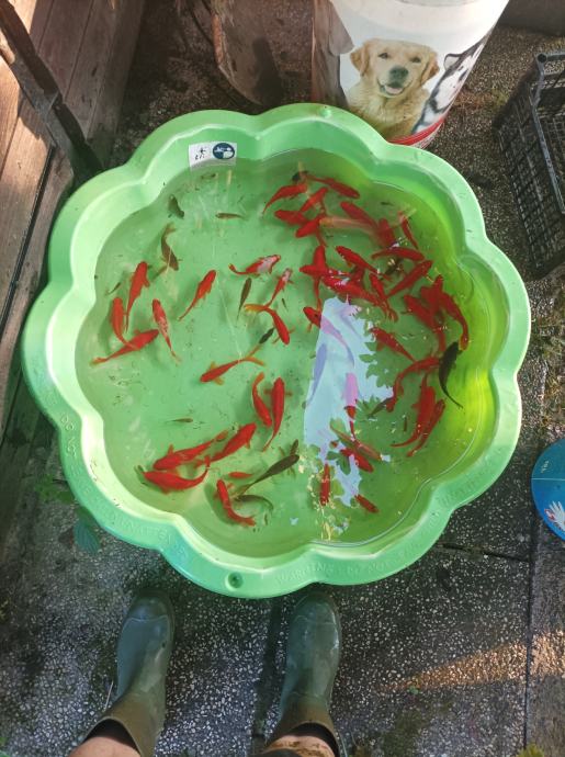 Zlate ribice za ribnik