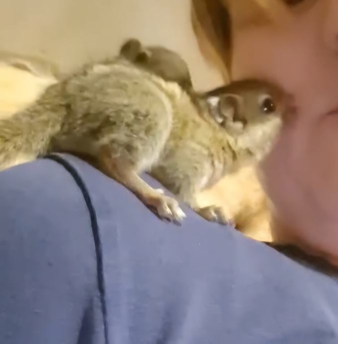 Mini kitajske veverice