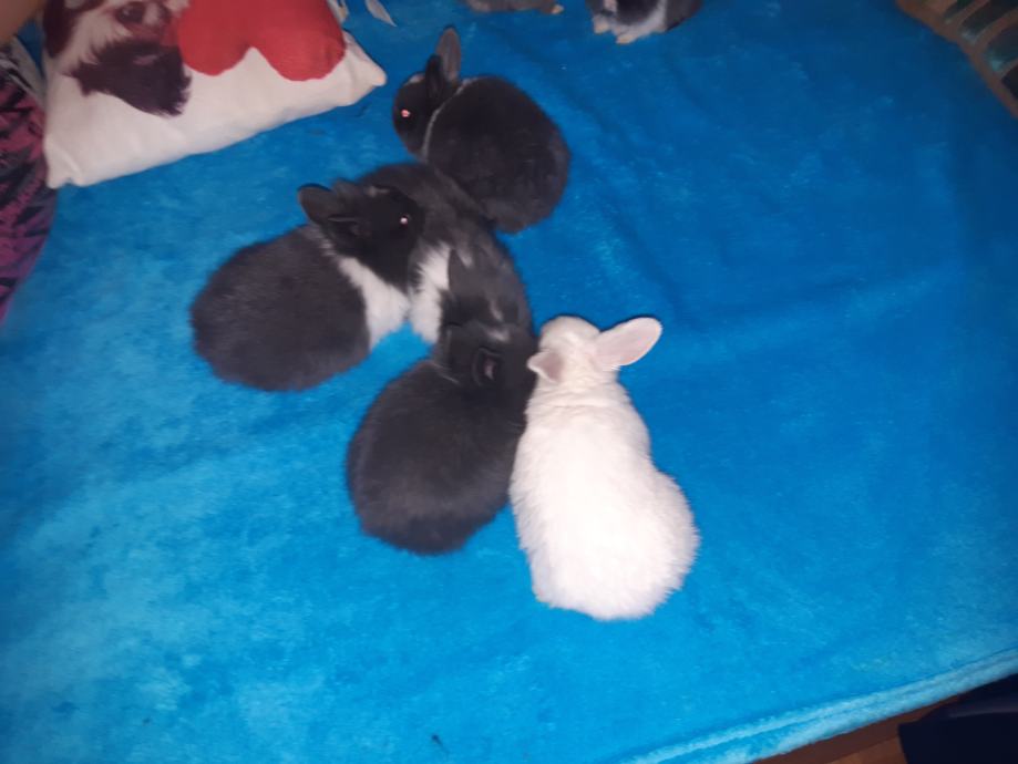 Mini zajček, levjegrivi zajčki, hišni kunec