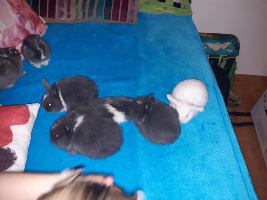 Mini zajček, levjegrivi zajčki, hišni kunec