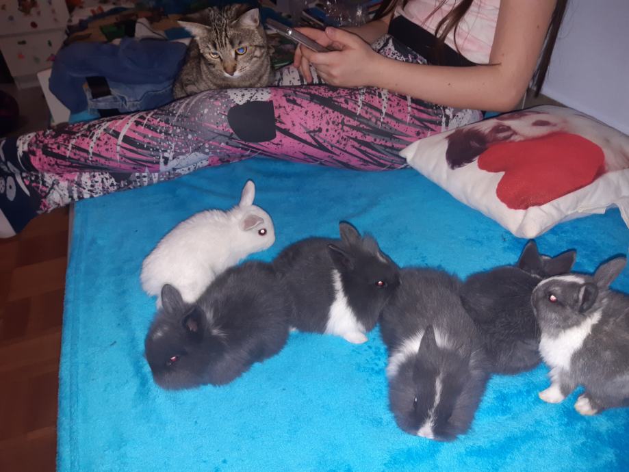 Mini zajček, levjegrivi zajčki, hišni kunec