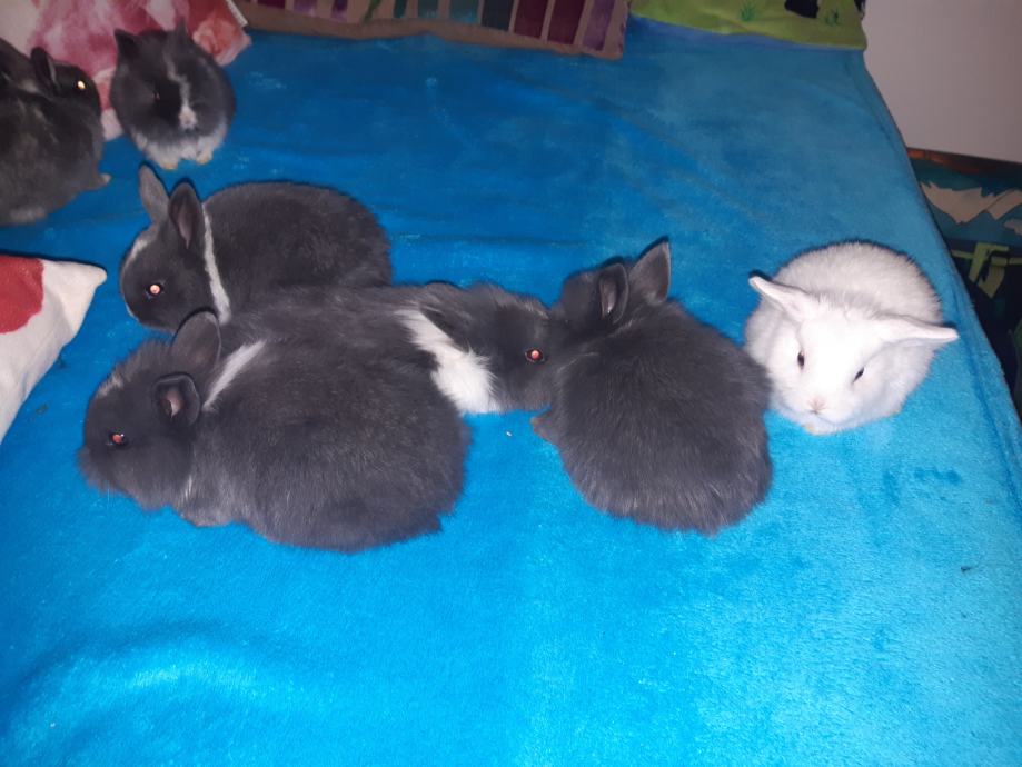 Mini zajček, levjegrivi zajčki, hišni kunec