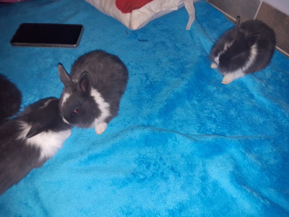 Mini zajček, levjegrivi zajčki, hišni kunec