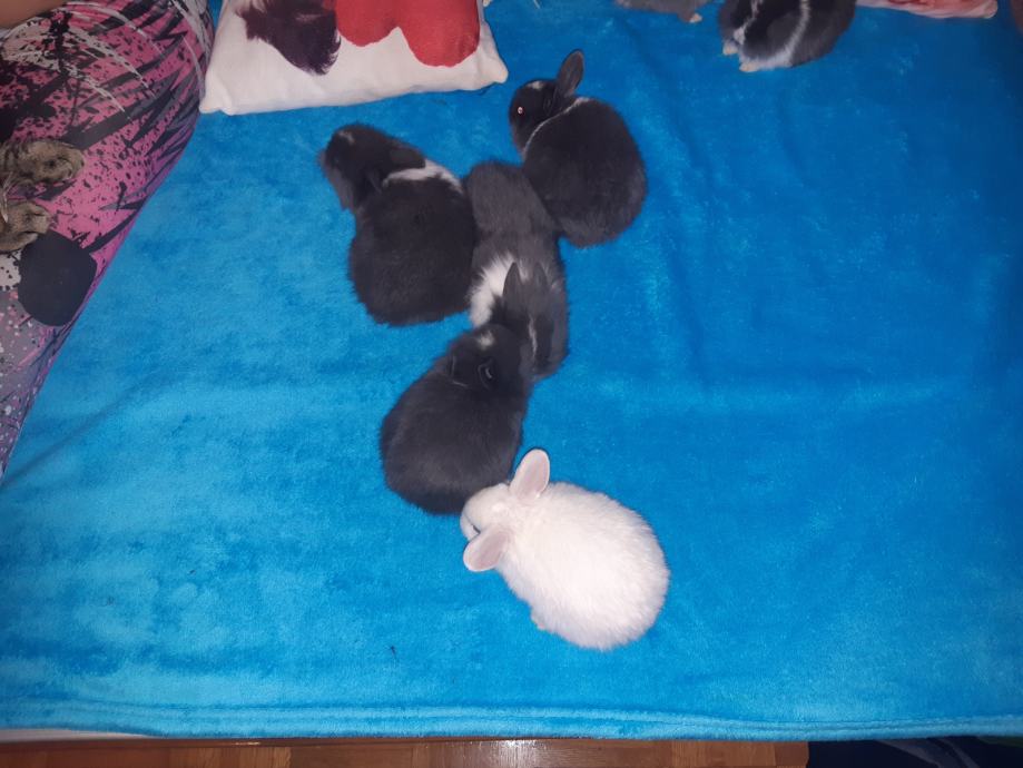 Mini zajček, levjegrivi zajčki, hišni kunec