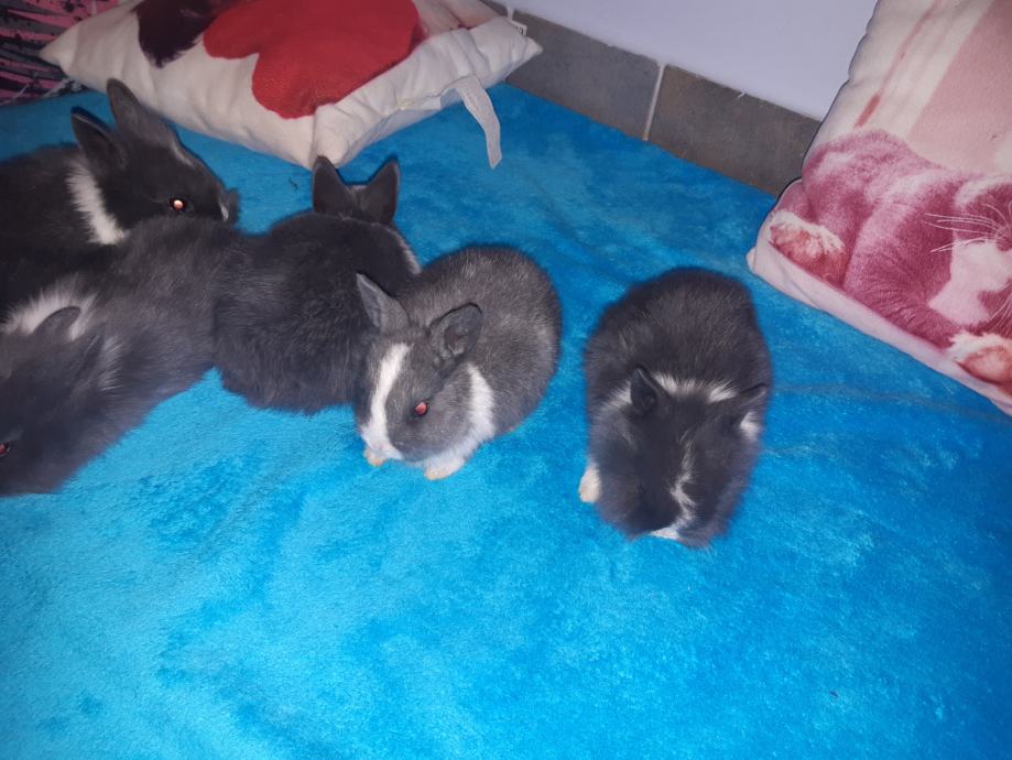 Mini zajček, levjegrivi zajčki, hišni kunec