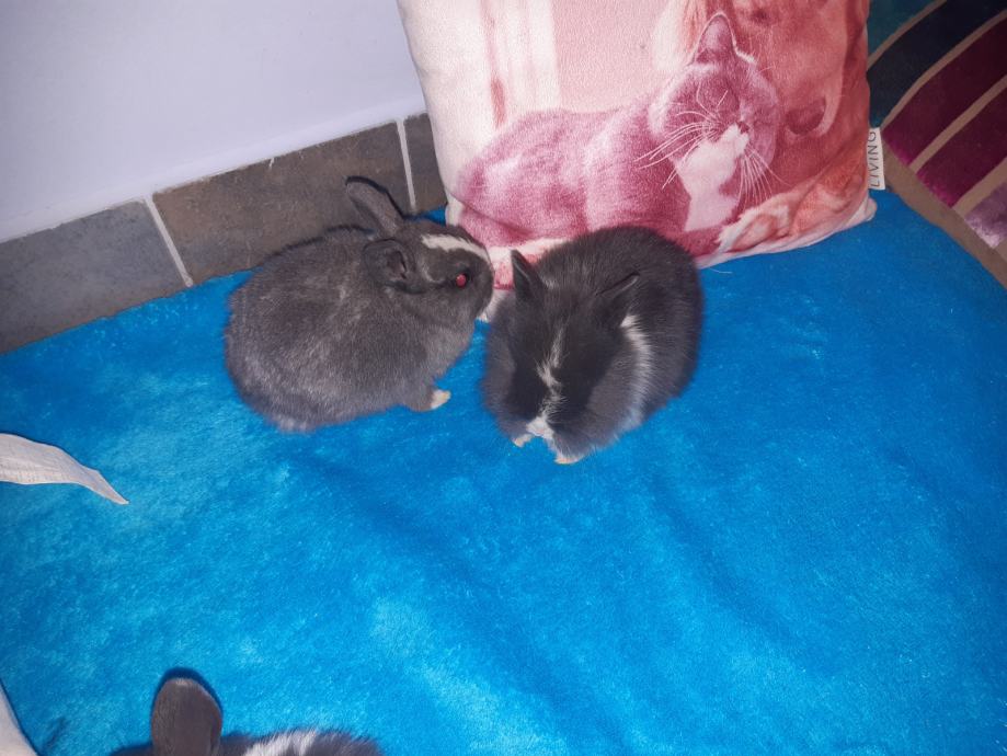 Mini zajček, levjegrivi zajčki, hišni kunec