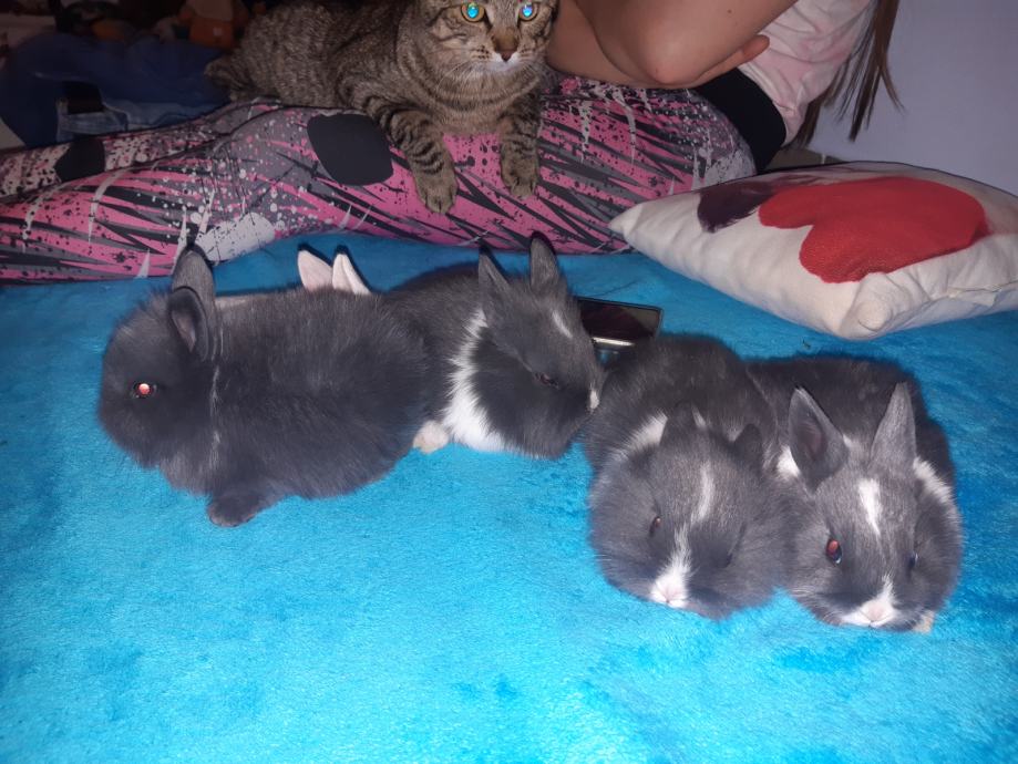 Mini zajček, levjegrivi zajčki, hišni kunec