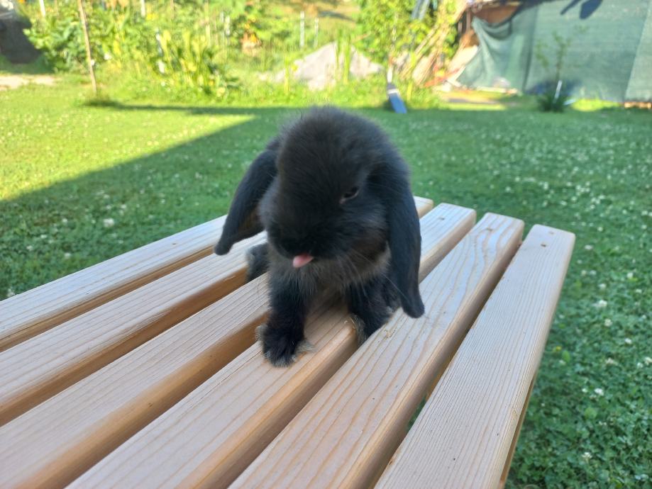 pritlikavi kunec ovnač mini lop zajcek hisni ljubljencek