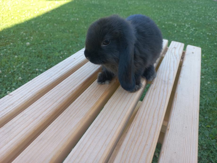 pritlikavi kunec ovnač mini lop zajcek hisni ljubljencek