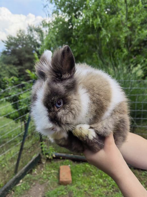 Prodam kunec/zajec/zajček