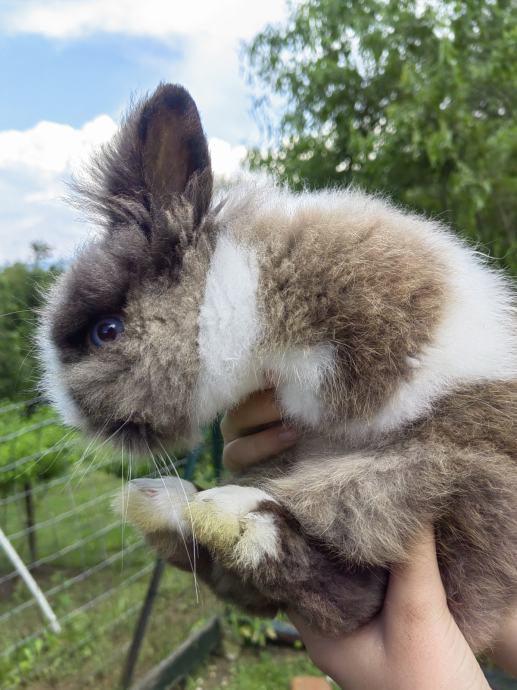 Prodam kunec/zajec/zajček