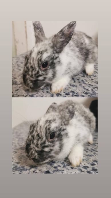 prodam zajčje mladiče, kunec, zajec, hišni zajec