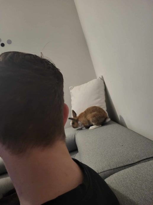 Zajček, zajec, kunec