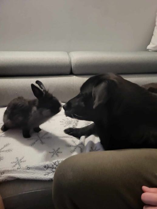 Zajček, zajec, kunec