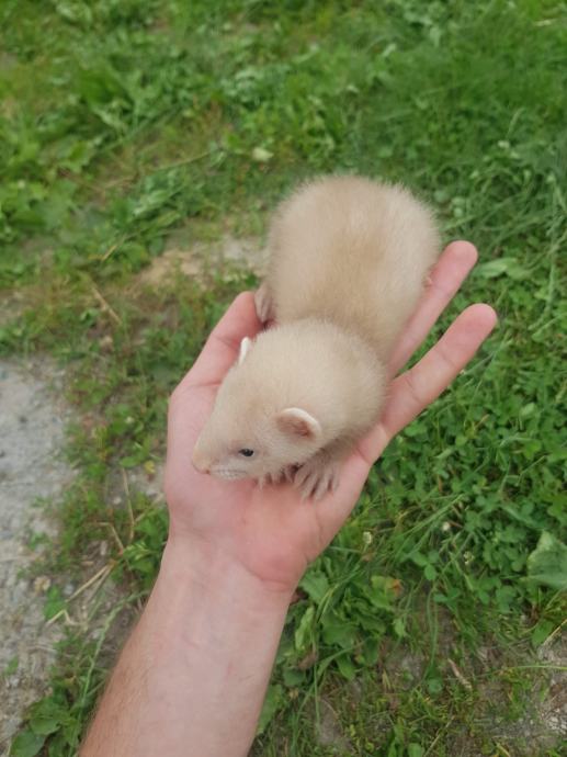 Afriški Dihur mladički