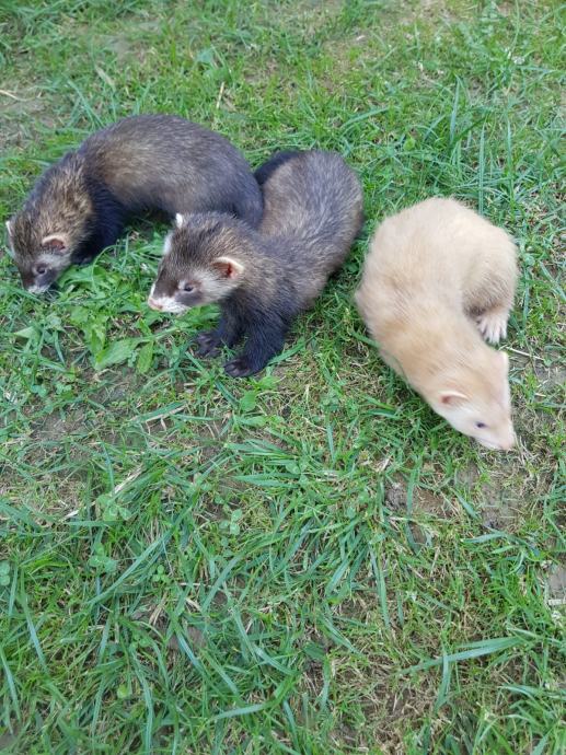 Afriški Dihur mladički