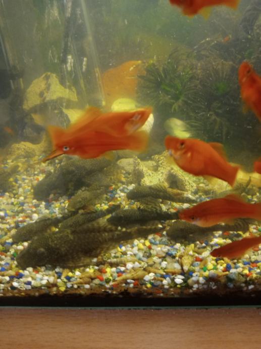 akvarijske tropske ribice