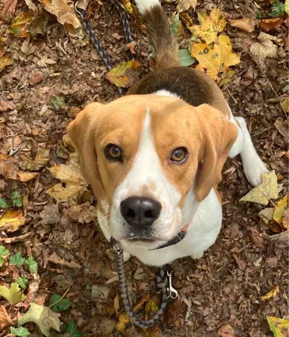 BEAGLE PARJENJE