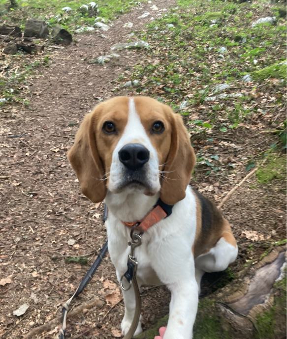 BEAGLE PARJENJE